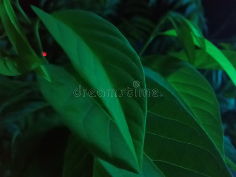 Beautiful Night Leaves Tonight Stock Photo - Image of beautiful, gmail ...