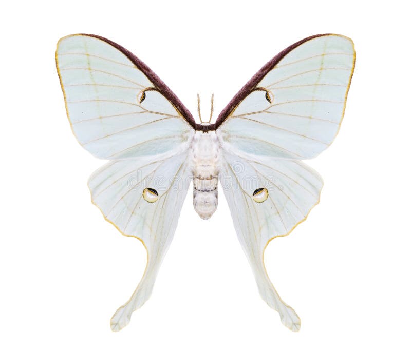 Beautiful Night Moth with Tailed Wings Isolated on White Stock Photo ...