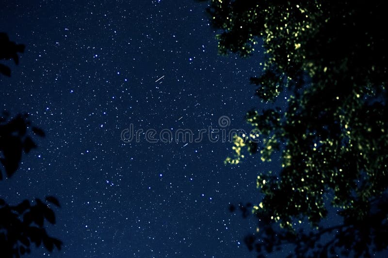 Beautiful Night Sky with Falling Stars Shining through Tree Branches ...
