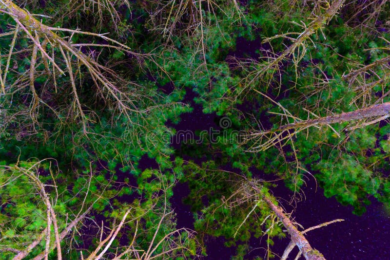 Beautiful Night Sky Milky Way Pine Trees Upper View Stock Photos - Free ...