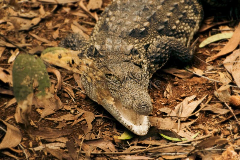 Beautiful Nile Crocodile, Closeup Shot. Stock Image - Image of nile ...