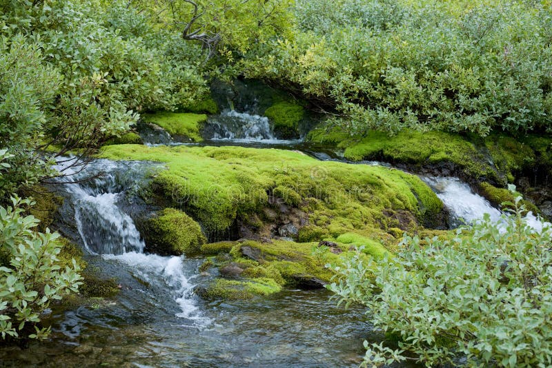 Beautiful Northern Damp Wood in Light Green Tones Stock Image - Image ...