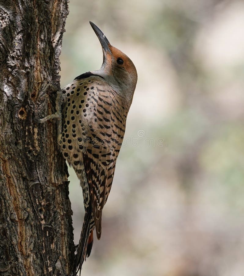 A Beautiful Northern Flicker Perched on a Tree Ready To Start Working ...