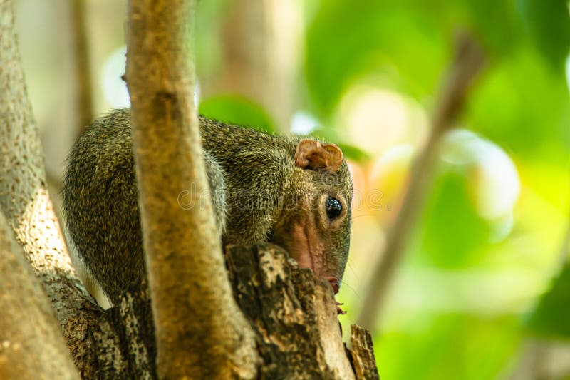 Beautiful Northern Treeshrew Stock Photo - Image of wild, tail: 395494708
