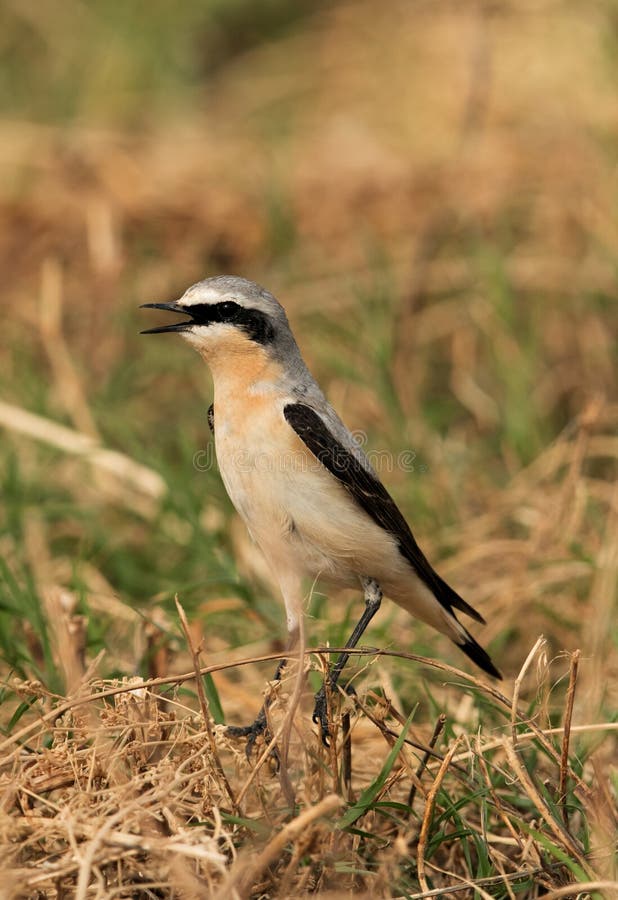 Beautiful Northern Wheatear Stock Photo - Image of wheatear, egglaying ...