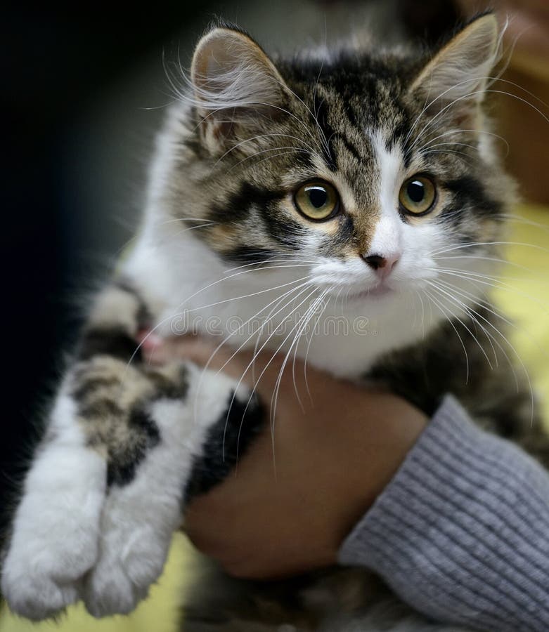 Beautiful Norwegian Forest Cat Stock Image - Image of purebred ...