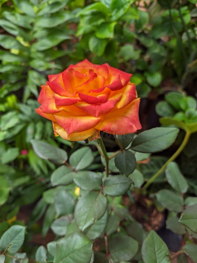 Photograph of an Exotic Rose Stock Image - Image of leaf, rose: 251665117