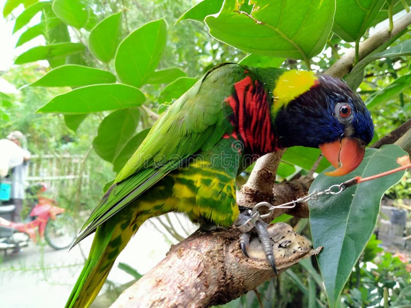 Nuri Birds Stock Photos - Free & Royalty-Free Stock Photos from Dreamstime