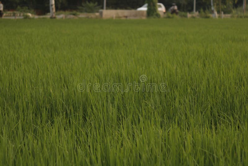Beautiful Nursery Stage Paddy Field Stock Photo - Image of taiwan ...