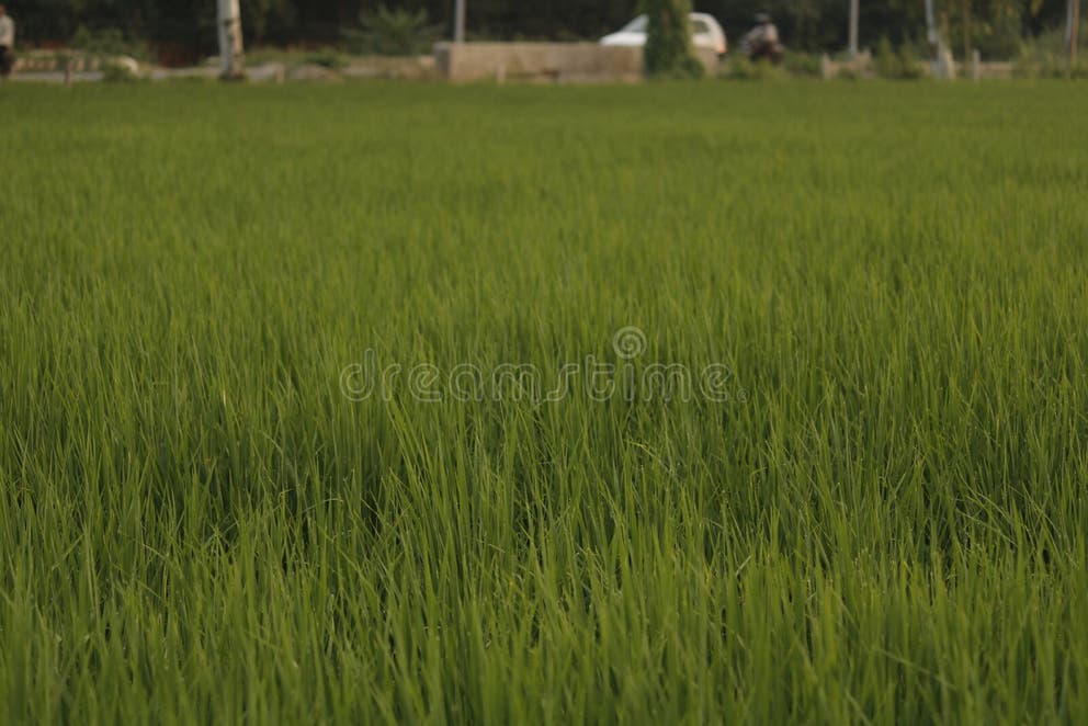 Beautiful Nursery Stage Paddy Field Stock Photo - Image of taiwan ...