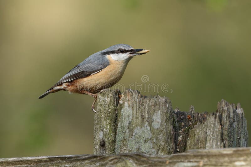 A Beautiful Nuthatch, Sitta Europaea, Perching on a Tree Stump in a ...
