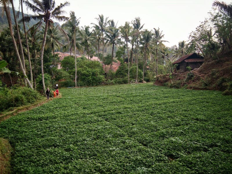Nuts garden editorial stock image. Image of view, garden - 100942059