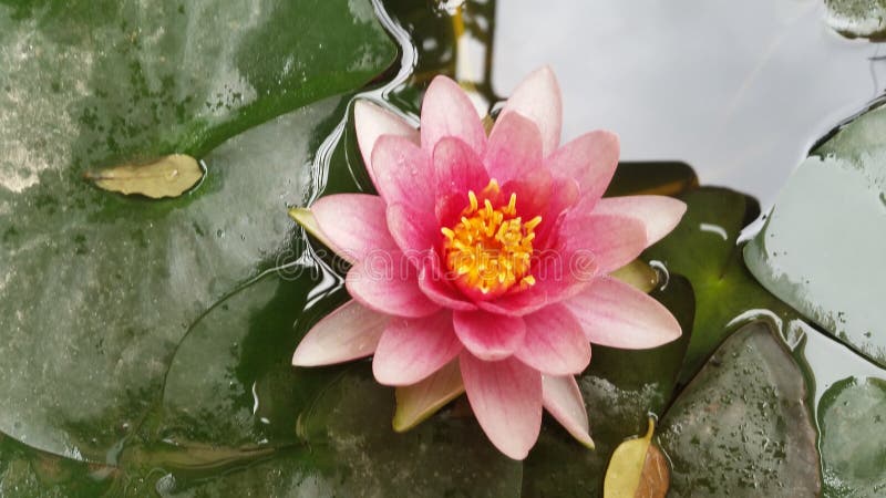 The Beautiful Nymphaea Flower in Garden Stock Image - Image of lawn ...
