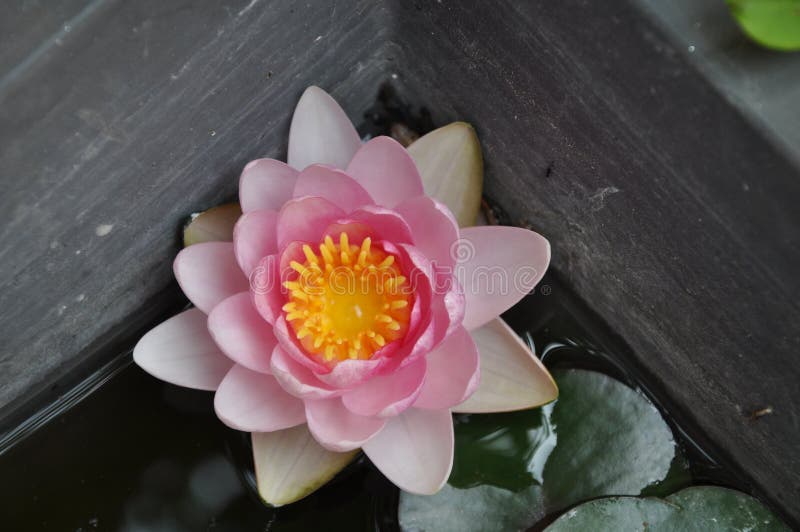 The Beautiful Nymphaea Flower in Garden Stock Photo - Image of herbal ...