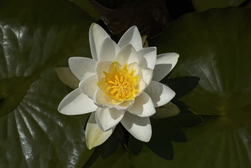 Beautiful nymphaea flower stock photo. Image of flowers - 251531584