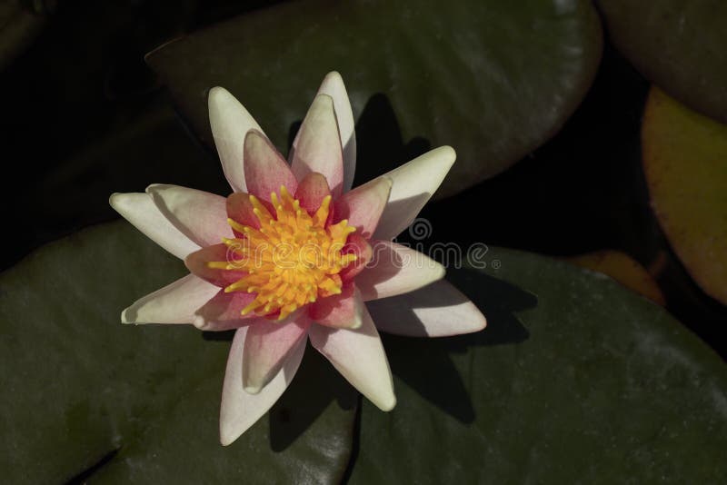 Beautiful nymphaea flower stock image. Image of blooming - 251531593