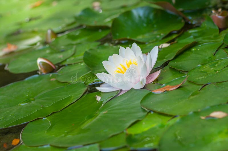 Beautiful Nymphaea flower stock photo. Image of nature - 49754302