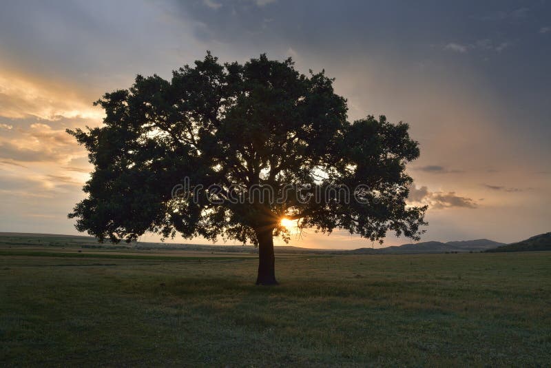 Beautiful Oak at the Sunset Stock Image - Image of earth, broad: 73379055