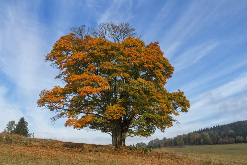Beautiful Oak Tree in Autumn Stock Photo - Image of green, flora: 61580508