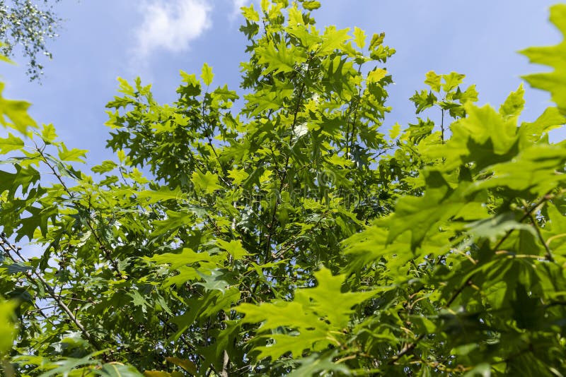 Beautiful Oak Tree Foliage with Green Foliage Stock Image - Image of ...