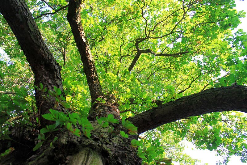 Beautiful Oak Tree in Forest in Sweden Stock Photo - Image of verde ...