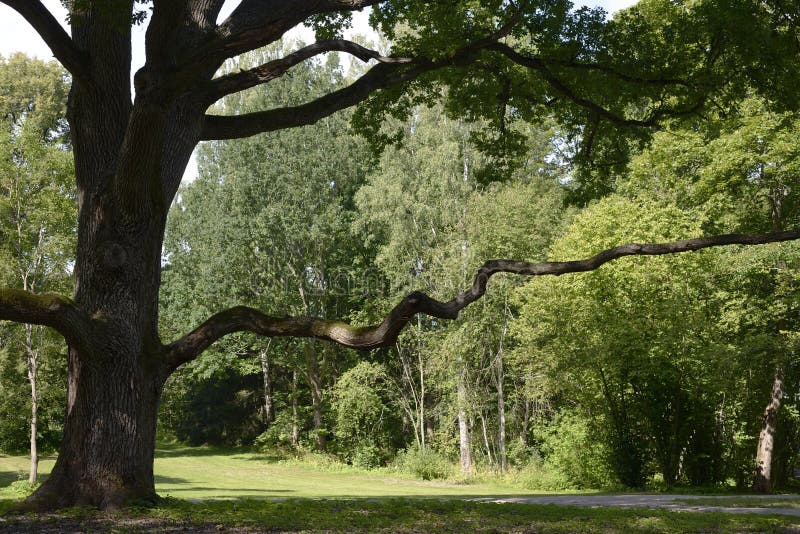 Beautiful Oak Tree with a Long Horizontal Branch Stock Photo - Image of ...