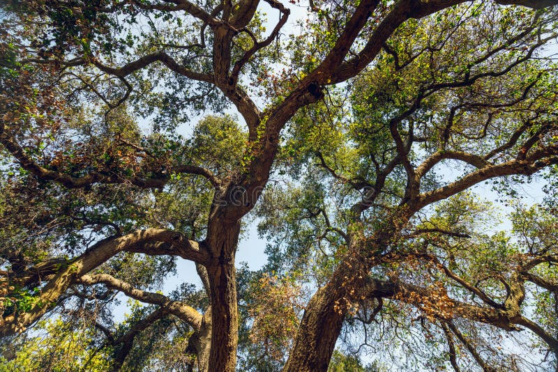 Looking Up the Trunk of an Oak Tree Stock Image - Image of foliage ...