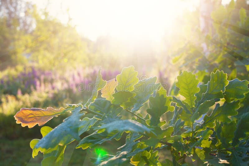 Beautiful Oak Tree with the Sun in the Foliage Stock Photo - Image of ...