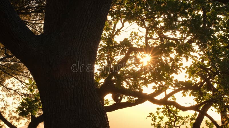 Beautiful Oak Tree Sunlight among Its Branches and Leaves Stock Footage ...