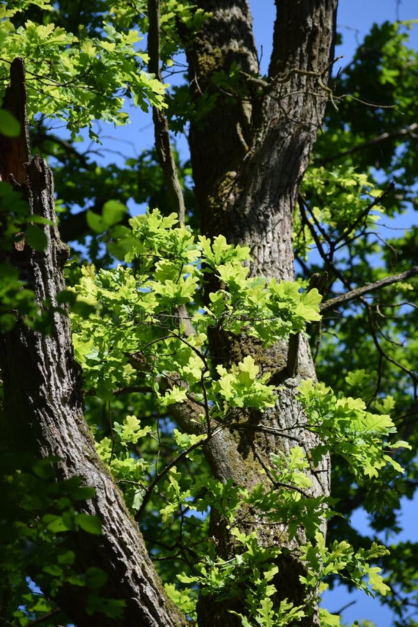 Oak Tree with Typical Leaf Foliage Stock Image - Image of forest, storm ...