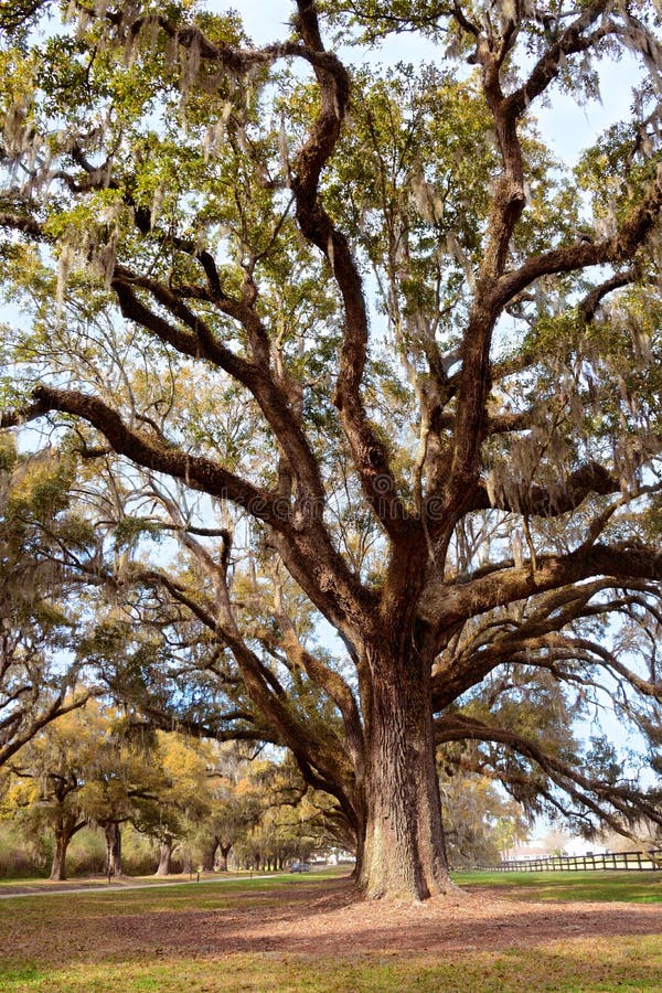 Live Coast Oak Tree, Tall Healthy Coastal Evergreen Oak, Forest in ...