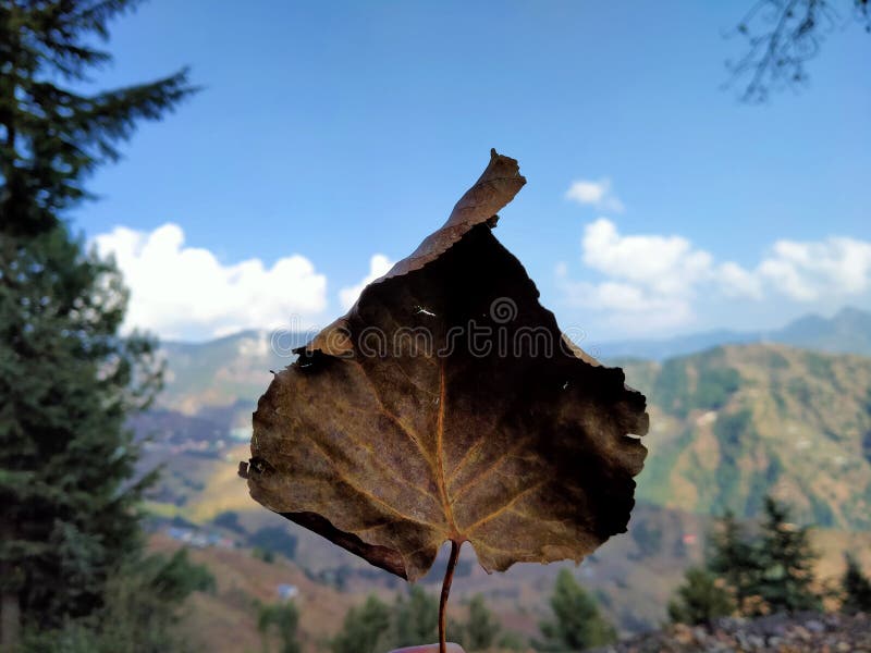 Red Leaf Behind Green Leaves Stock Image - Image of park, amazing ...