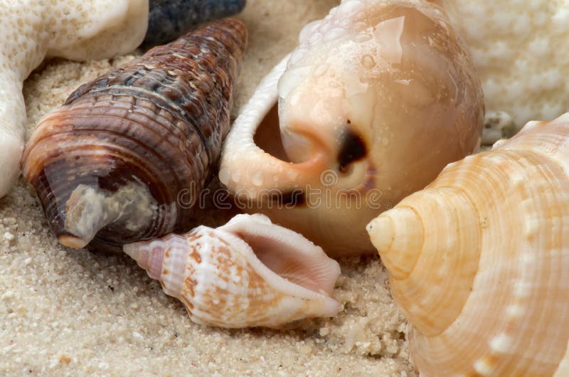 Conch Shells stock photo. Image of coastline, colored - 29889562