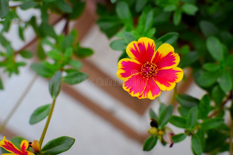 Beautiful Office Time Flower with Leaves. Used Selective Focus Stock ...