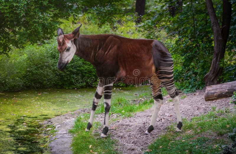 Beautiful Okapi standing stock photo. Image of cute - 297998382