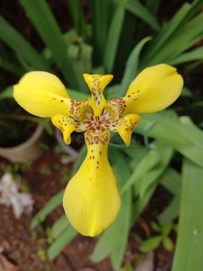 Beautiful oked fallow stock photo. Image of fallow, petal - 254214548