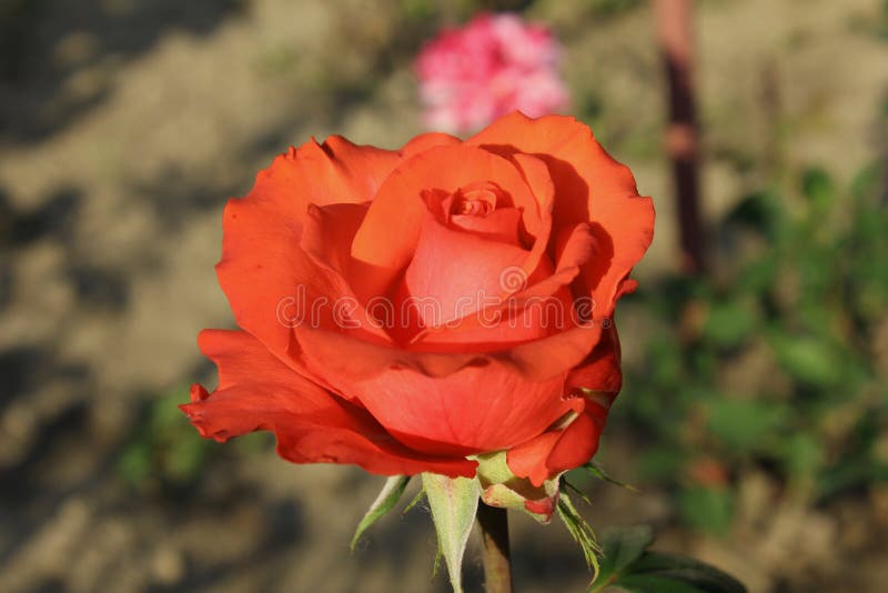 Oklahoma Rose Rocks stock image. Image of cinnamon, pink - 86111785