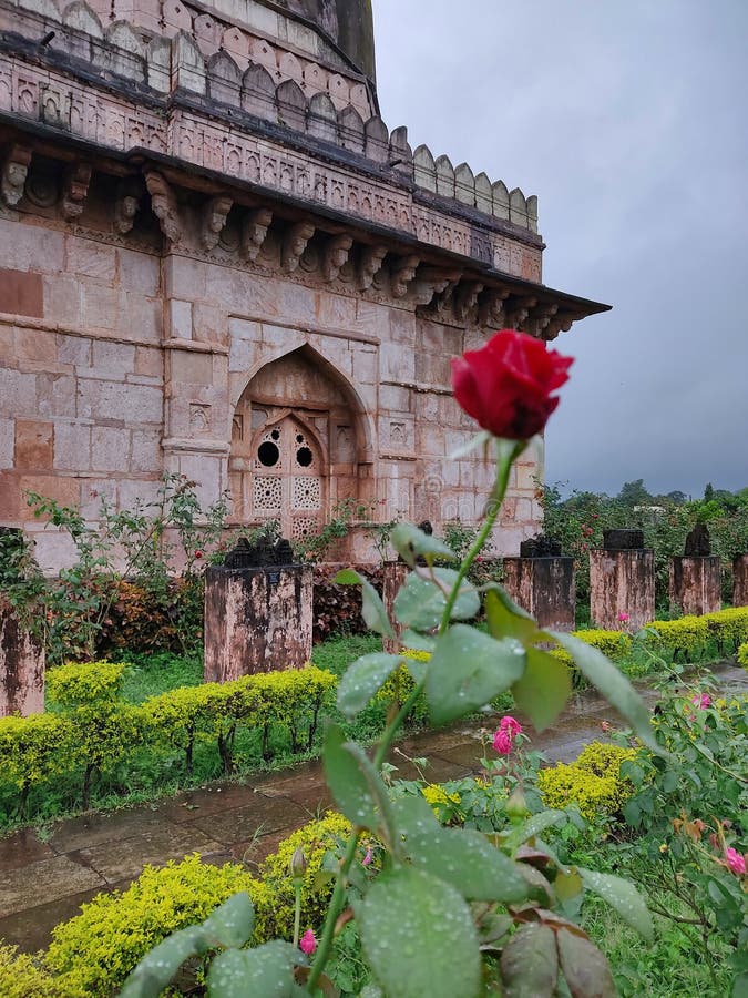 Beautiful Old Architecture and a Rose Stock Image - Image of color ...