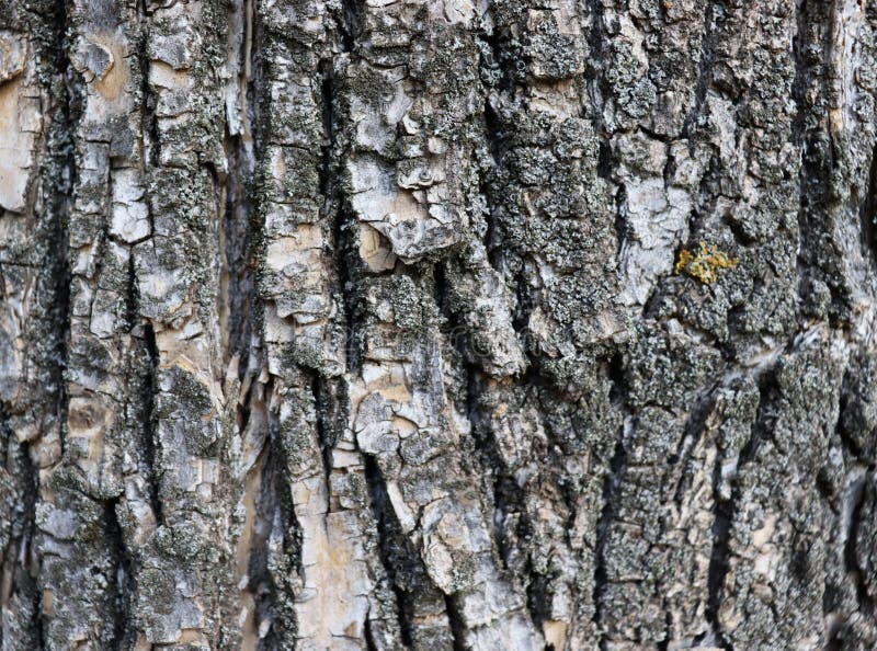 Old Cracked Bark Texture. Wooden Background Stock Image - Image of ...
