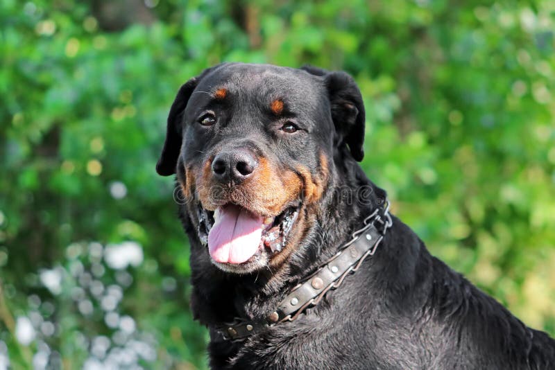 Beautiful Rottweiler Dog On A Black Background Stock Image - Image of ...