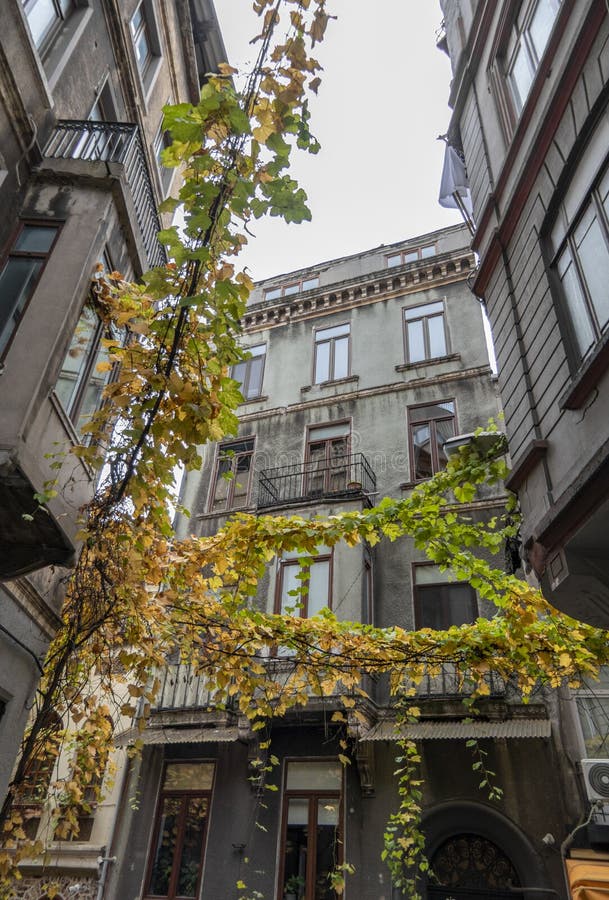Beautiful Facade with Yellow Autumn Vine Leaves Editorial Image - Image ...