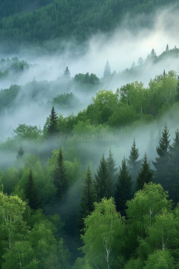 Beautiful Old Forest in the Fog Stock Image - Image of tree, travel ...