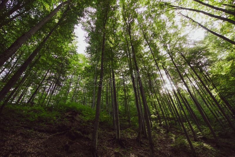 Beautiful Old Forest in the Mountains of Transylvania, Romania Stock ...