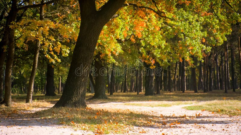 Beautiful Old Oak in Forest at Bright Sunny Day Stock Photo - Image of ...