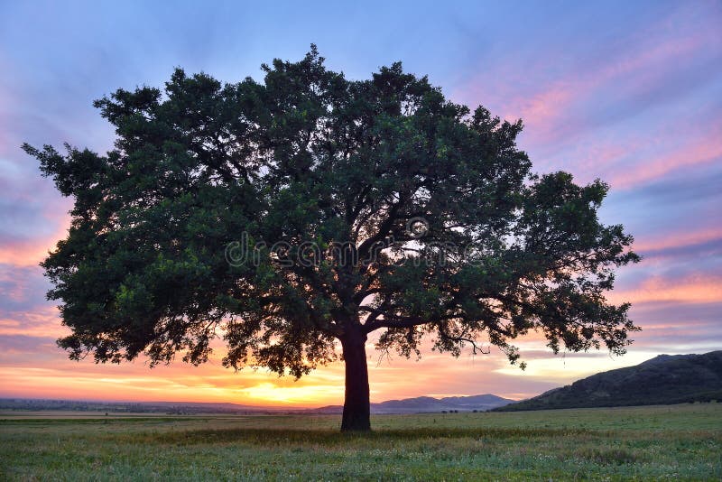 The Beautiful and Old Oak at the Sunset Stock Image - Image of ...