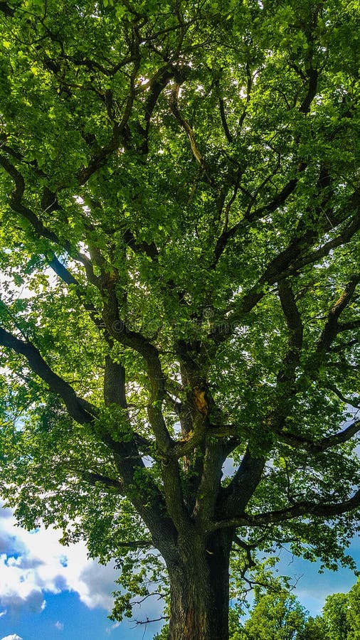 Beautiful old oak tree stock photo. Image of treetrunk - 185701998