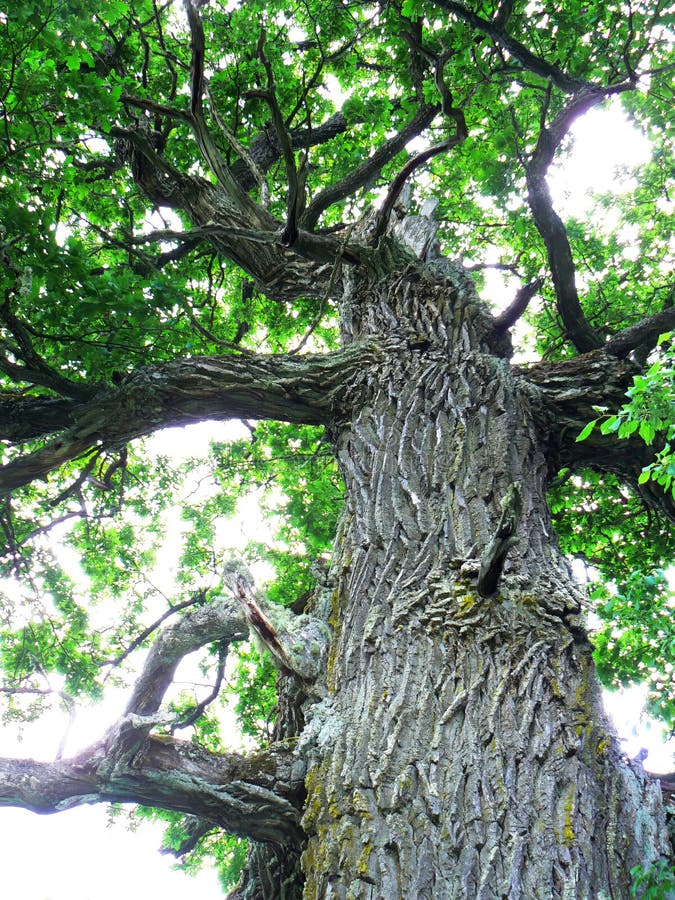 A Beautiful Old Oak Tree with Green Leaves. Stock Photo - Image of ...