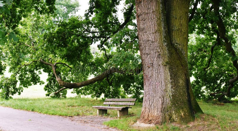 Beautiful old Oak Tree stock photo. Image of germany - 123892620