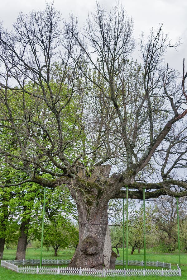 Beautiful Old Oak Tree Whit Support Stock Image - Image of park ...