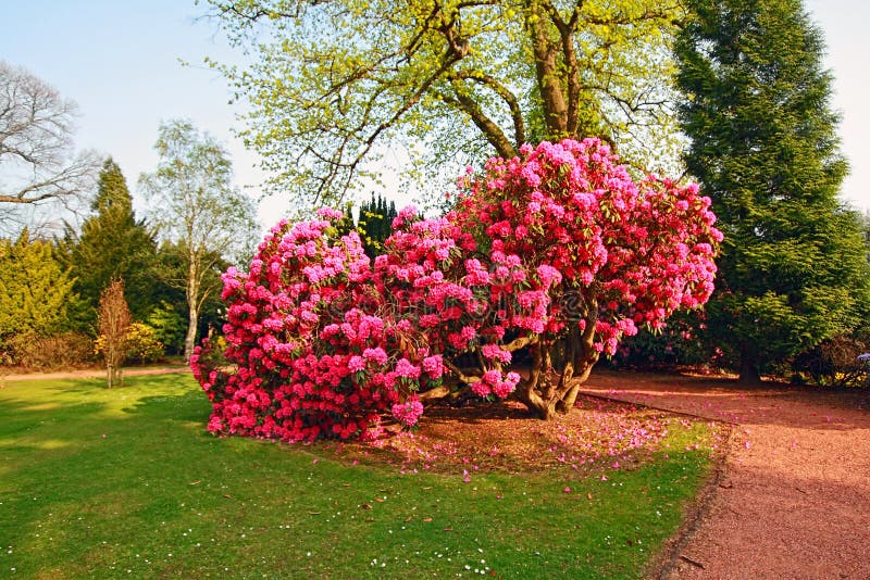 Beautiful, Old Park with Azalea Trees Stock Image - Image of landscape ...